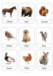 36 Cartes Les Animaux et leur habitats | Jeux et partage